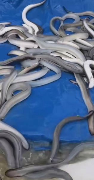 鳗鱼苗价格多少钱一斤_鳗鱼苗批发价格行情-第2张图片-山城妙识