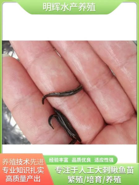 鳗鱼苗价格多少钱一斤_鳗鱼苗批发价格行情-第3张图片-山城妙识