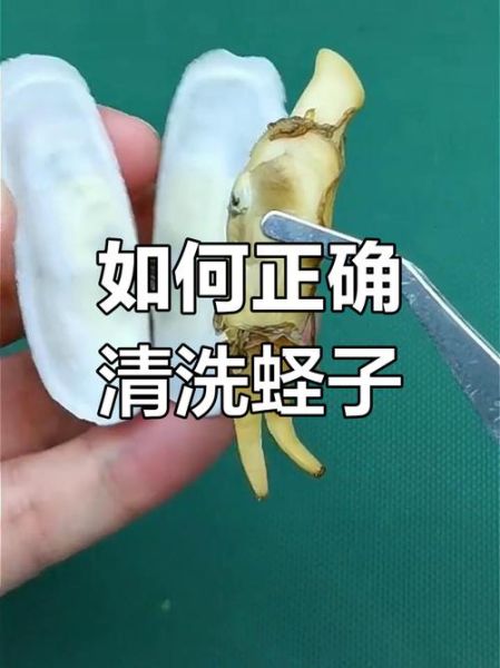 蛏子哪里不能吃_蛏子内脏怎么清理-第1张图片-山城妙识