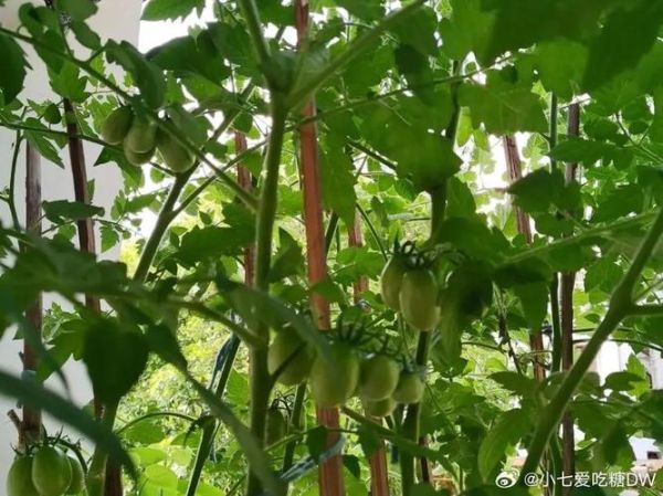 圣女果什么时候种_圣女果怎么种才高产-第2张图片-山城妙识