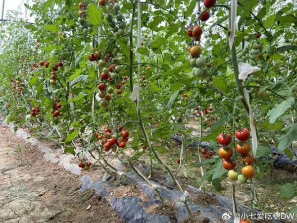 圣女果什么时候种_圣女果怎么种才高产-第3张图片-山城妙识