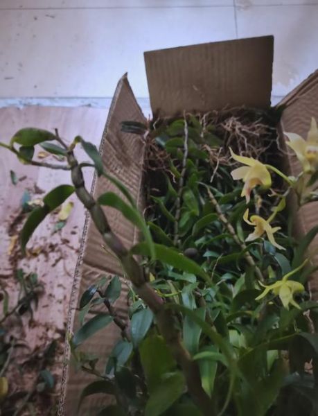 野生铁皮石斛图片_如何辨别真假-第2张图片-山城妙识