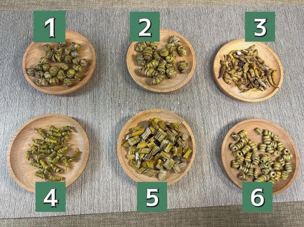 野生铁皮石斛图片_如何辨别真假-第3张图片-山城妙识