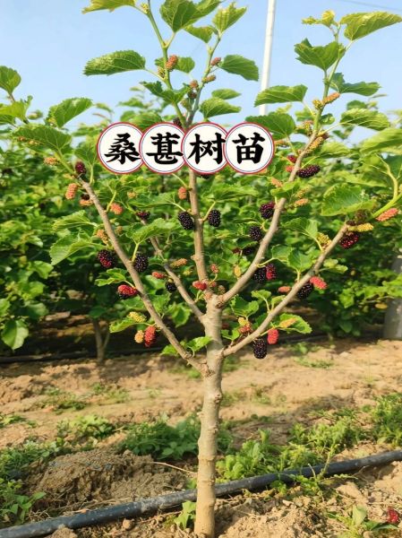 桑葚树怎么种_桑葚树几年结果-第2张图片-山城妙识