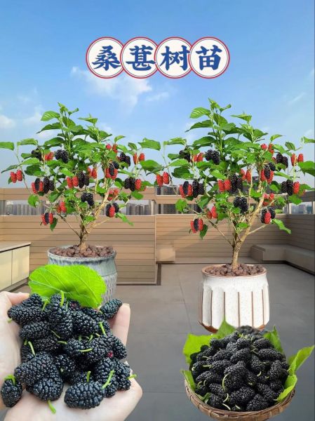 桑葚树怎么种_桑葚树几年结果-第3张图片-山城妙识