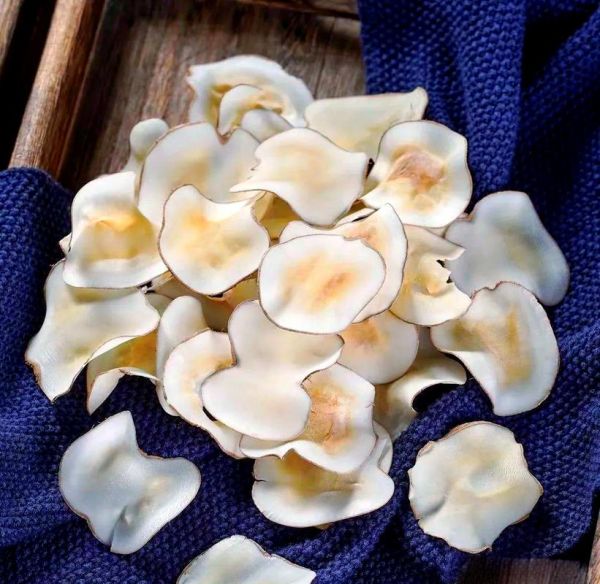 海底椰长什么样_海底椰图片大全大图-第1张图片-山城妙识