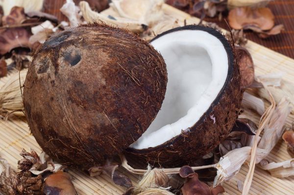 海底椰长什么样_海底椰图片大全大图-第2张图片-山城妙识