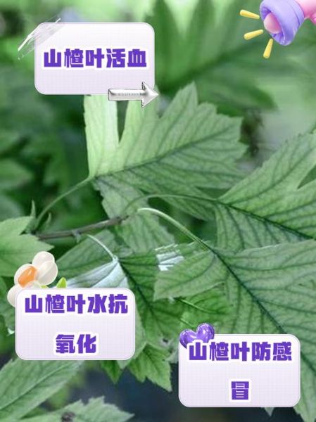 山楂叶有什么副作用_山楂叶泡水喝的禁忌-第2张图片-山城妙识 山楂叶有什么副作用_山楂叶泡水喝的禁忌-第2张图片-山城妙识