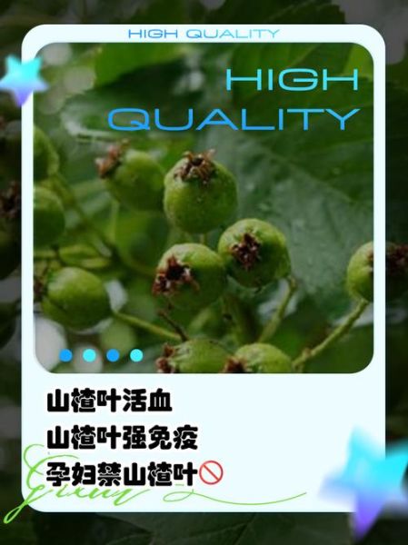 山楂叶有什么副作用_山楂叶泡水喝的禁忌-第3张图片-山城妙识 山楂叶有什么副作用_山楂叶泡水喝的禁忌-第3张图片-山城妙识