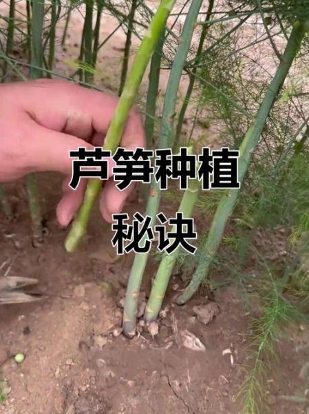 芦笋怎么种植_芦笋种植方法视频教程-第2张图片-山城妙识 芦笋怎么种植_芦笋种植方法视频教程-第2张图片-山城妙识