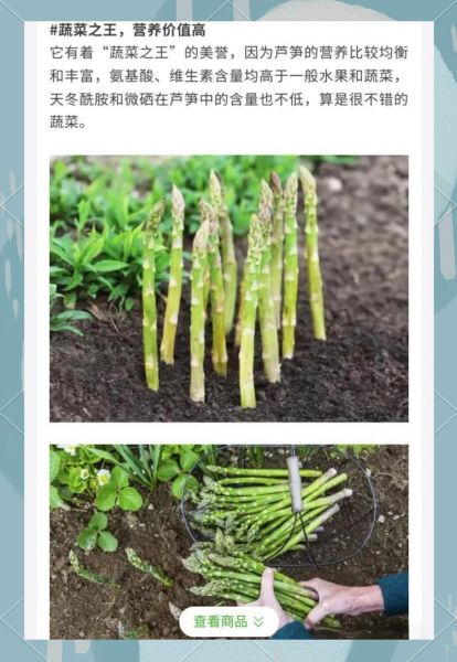 芦笋怎么种植_芦笋种植方法视频教程-第3张图片-山城妙识 芦笋怎么种植_芦笋种植方法视频教程-第3张图片-山城妙识