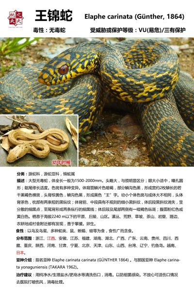 菜花蛇为什么是百蛇之王_菜花蛇毒性有多强-第1张图片-山城妙识 菜花蛇为什么是百蛇之王_菜花蛇毒性有多强-第1张图片-山城妙识