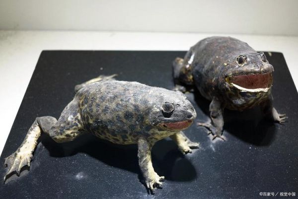 牛蛙是什么动物_牛蛙和青蛙的区别-第2张图片-山城妙识 牛蛙是什么动物_牛蛙和青蛙的区别-第2张图片-山城妙识