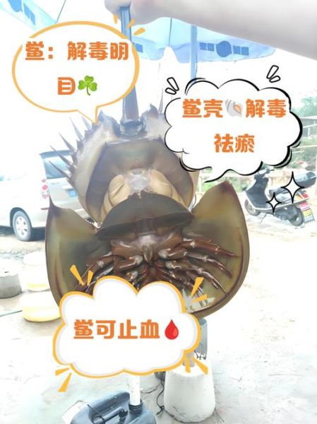 中华鲎人工养殖基地在哪里_中华鲎人工养殖技术难点-第2张图片-山城妙识 中华鲎人工养殖基地在哪里_中华鲎人工养殖技术难点-第2张图片-山城妙识