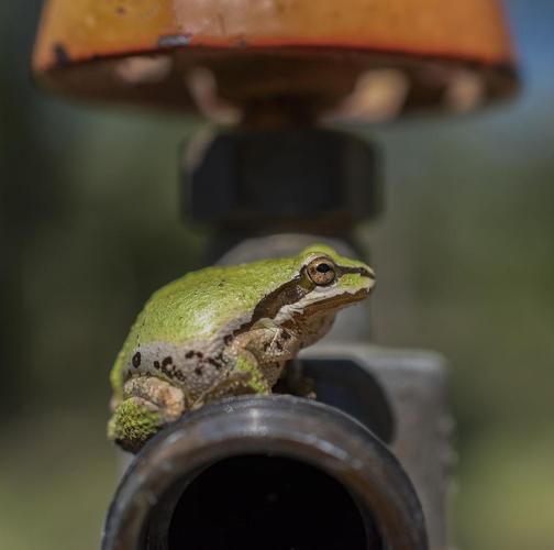 牛蛙是什么动物_牛蛙和青蛙的区别-第3张图片-山城妙识 牛蛙是什么动物_牛蛙和青蛙的区别-第3张图片-山城妙识
