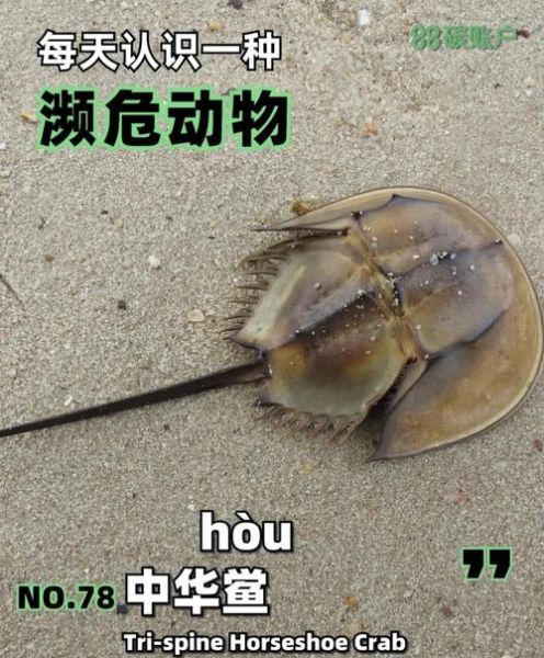 中华鲎人工养殖基地在哪里_中华鲎人工养殖技术难点-第1张图片-山城妙识 中华鲎人工养殖基地在哪里_中华鲎人工养殖技术难点-第1张图片-山城妙识