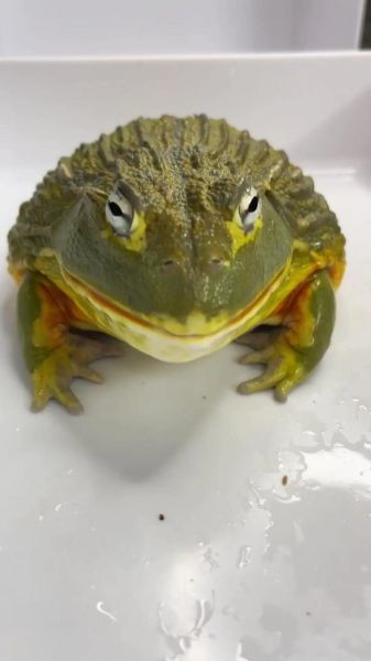 牛蛙是什么动物_牛蛙和青蛙的区别-第1张图片-山城妙识 牛蛙是什么动物_牛蛙和青蛙的区别-第1张图片-山城妙识