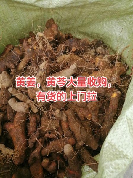 野生黄姜图片长什么样_野生黄姜的功效与作用-第1张图片-山城妙识 野生黄姜图片长什么样_野生黄姜的功效与作用-第1张图片-山城妙识