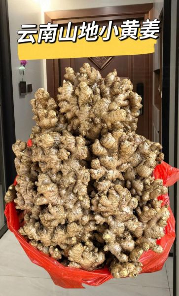 野生黄姜图片长什么样_野生黄姜的功效与作用-第3张图片-山城妙识 野生黄姜图片长什么样_野生黄姜的功效与作用-第3张图片-山城妙识