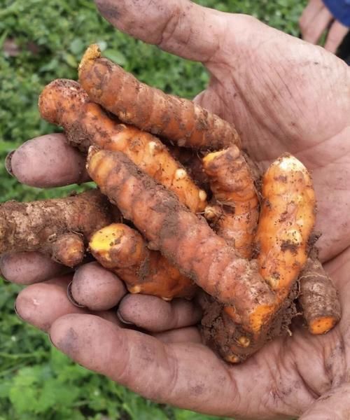 野生黄姜图片长什么样_野生黄姜的功效与作用-第2张图片-山城妙识 野生黄姜图片长什么样_野生黄姜的功效与作用-第2张图片-山城妙识