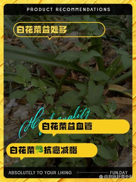百花菜的功效与作用_百花菜怎么吃最养生-第3张图片-山城妙识