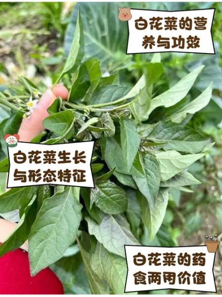 百花菜的功效与作用_百花菜怎么吃最养生-第2张图片-山城妙识