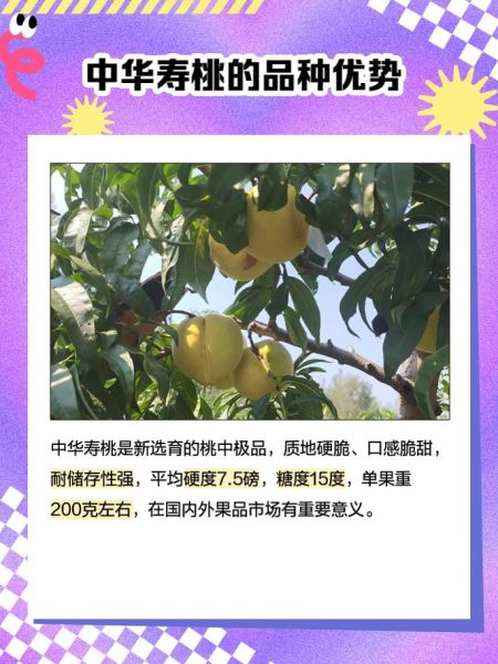 中华寿桃多少钱一斤_中华寿桃价格行情-第2张图片-山城妙识