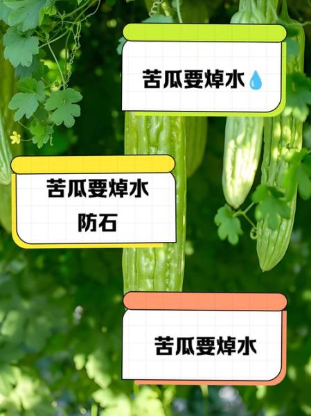 苦瓜不焯水能吃吗_苦瓜不焯水有什么危害-第1张图片-山城妙识