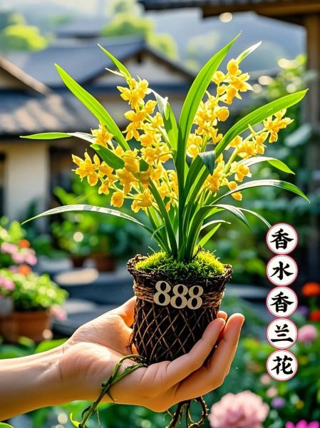 十大最香的花有哪些_如何挑选最香的花-第3张图片-山城妙识 十大最香的花有哪些_如何挑选最香的花-第3张图片-山城妙识