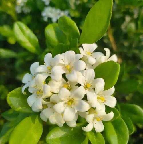 十大最香的花有哪些_如何挑选最香的花-第2张图片-山城妙识 十大最香的花有哪些_如何挑选最香的花-第2张图片-山城妙识