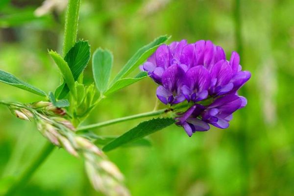 苜蓿花图片大全大图_苜蓿花高清壁纸哪里找-第1张图片-山城妙识
