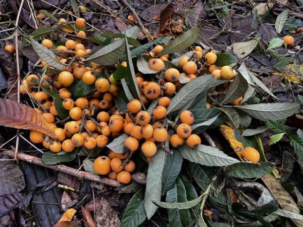 野枇杷的功效与作用_野枇杷怎么吃最好-第3张图片-山城妙识