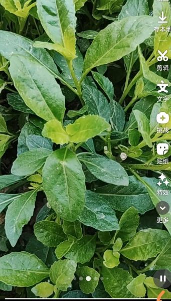 救心菜长什么样_救心菜图片怎么识别-第2张图片-山城妙识