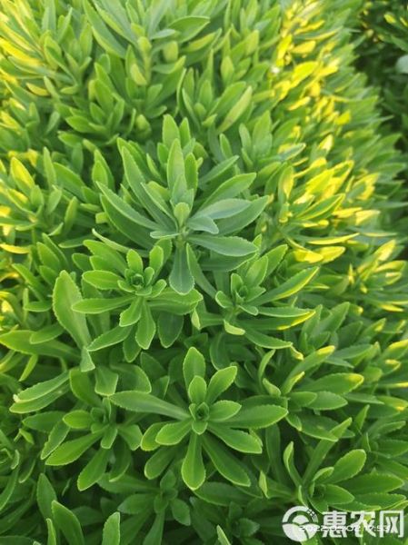 救心菜长什么样_救心菜图片怎么识别-第3张图片-山城妙识