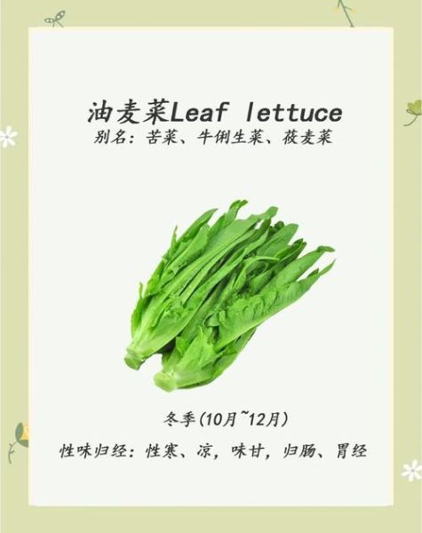 哪些人不宜吃油麦菜_油麦菜禁忌人群-第3张图片-山城妙识 哪些人不宜吃油麦菜_油麦菜禁忌人群-第3张图片-山城妙识