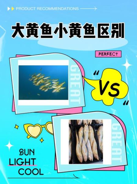 黄花鱼大的好还是小的好_怎么挑选-第1张图片-山城妙识
