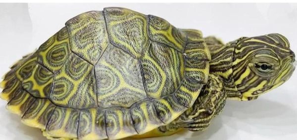 甜甜圈龟是深水龟吗_适合水位深度是多少-第2张图片-山城妙识