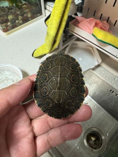 甜甜圈龟是深水龟吗_适合水位深度是多少-第3张图片-山城妙识