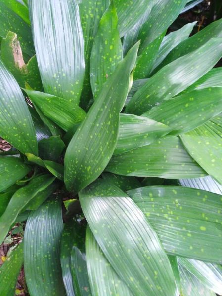 粽子叶是什么植物的叶子_粽叶有哪些种类-第1张图片-山城妙识