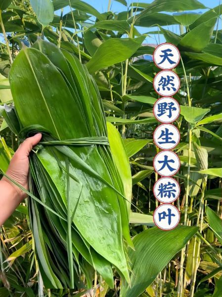 粽子叶是什么植物的叶子_粽叶有哪些种类-第3张图片-山城妙识