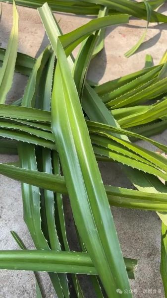 包粽子用什么叶子_粽子叶最正宗的是哪种-第3张图片-山城妙识