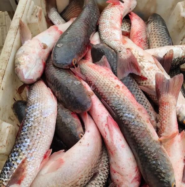 海梭鱼和海水梭鱼区别图片_怎么分辨-第1张图片-山城妙识