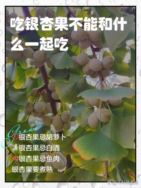 银杏果怎么吃最安全_银杏果的功效与作用禁忌-第1张图片-山城妙识 银杏果怎么吃最安全_银杏果的功效与作用禁忌-第1张图片-山城妙识