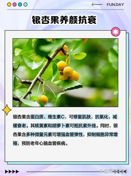 银杏果怎么吃最安全_银杏果的功效与作用禁忌-第2张图片-山城妙识 银杏果怎么吃最安全_银杏果的功效与作用禁忌-第2张图片-山城妙识