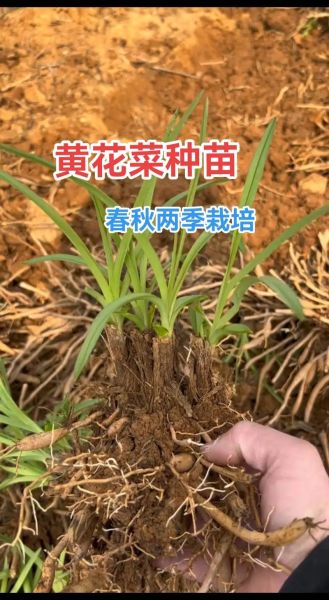 金针菜又叫什么_金针菜和黄花菜区别-第2张图片-山城妙识 金针菜又叫什么_金针菜和黄花菜区别-第2张图片-山城妙识