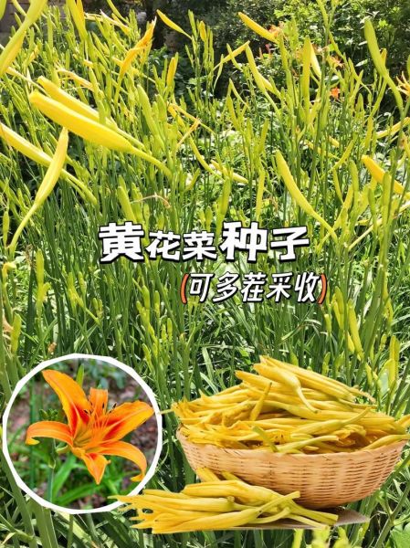 金针菜又叫什么_金针菜和黄花菜区别-第1张图片-山城妙识 金针菜又叫什么_金针菜和黄花菜区别-第1张图片-山城妙识