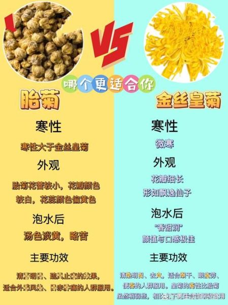 胎菊的功效与作用_胎菊泡水喝的正确方法-第3张图片-山城妙识 胎菊的功效与作用_胎菊泡水喝的正确方法-第3张图片-山城妙识