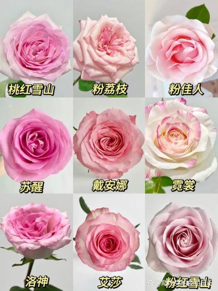 玫瑰花有几种颜色_玫瑰花颜色大全-第2张图片-山城妙识 玫瑰花有几种颜色_玫瑰花颜色大全-第2张图片-山城妙识
