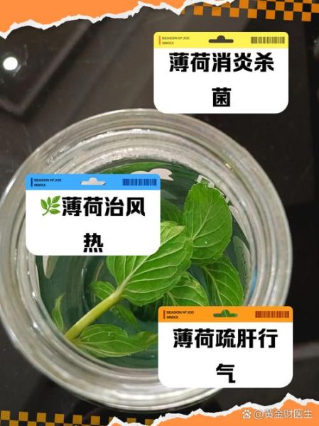 新鲜薄荷叶泡水禁忌_哪些人不能喝-第1张图片-山城妙识