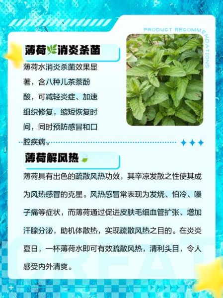 新鲜薄荷叶泡水禁忌_哪些人不能喝-第2张图片-山城妙识